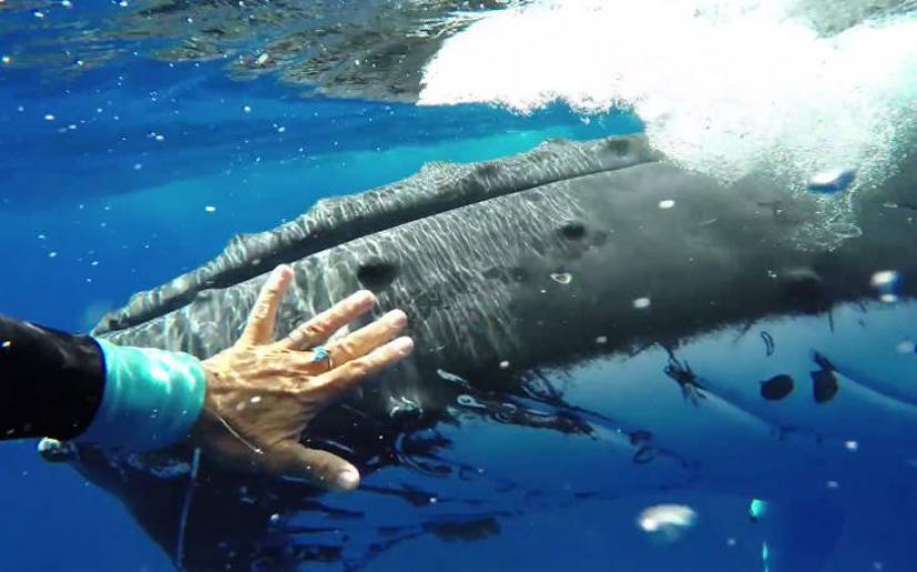 Φάλαινα σώζει μια γυναίκα δύτη από τα δόντια ενός καρχαρία - Δείτε το ...